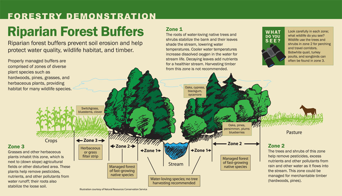 Forestry Demonstation Area Interpretive Signs - Kathy Jacobs Design ...