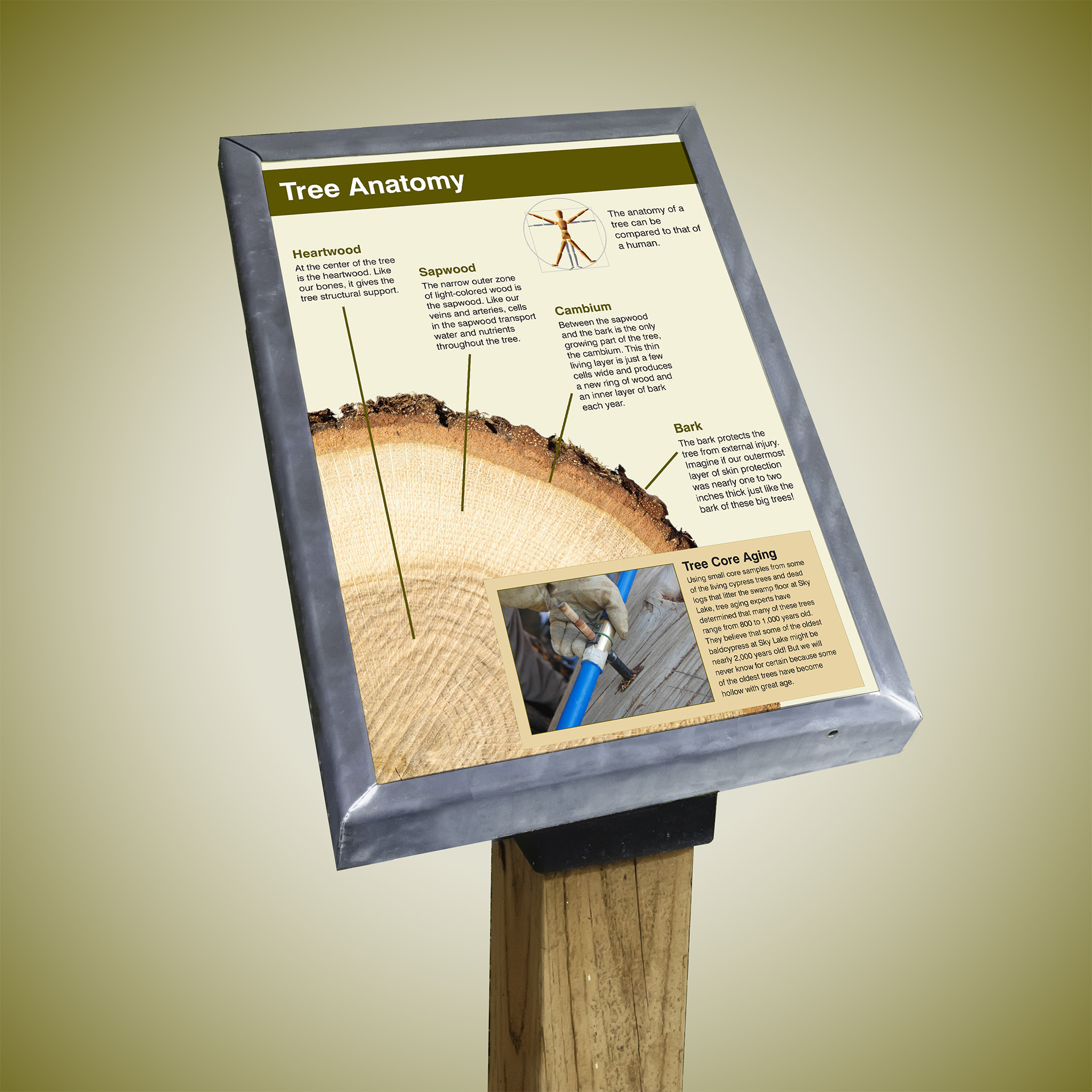 Outdoor Interpretive Sign Design Tree Anatomy - Kathy Jacobs Design ...