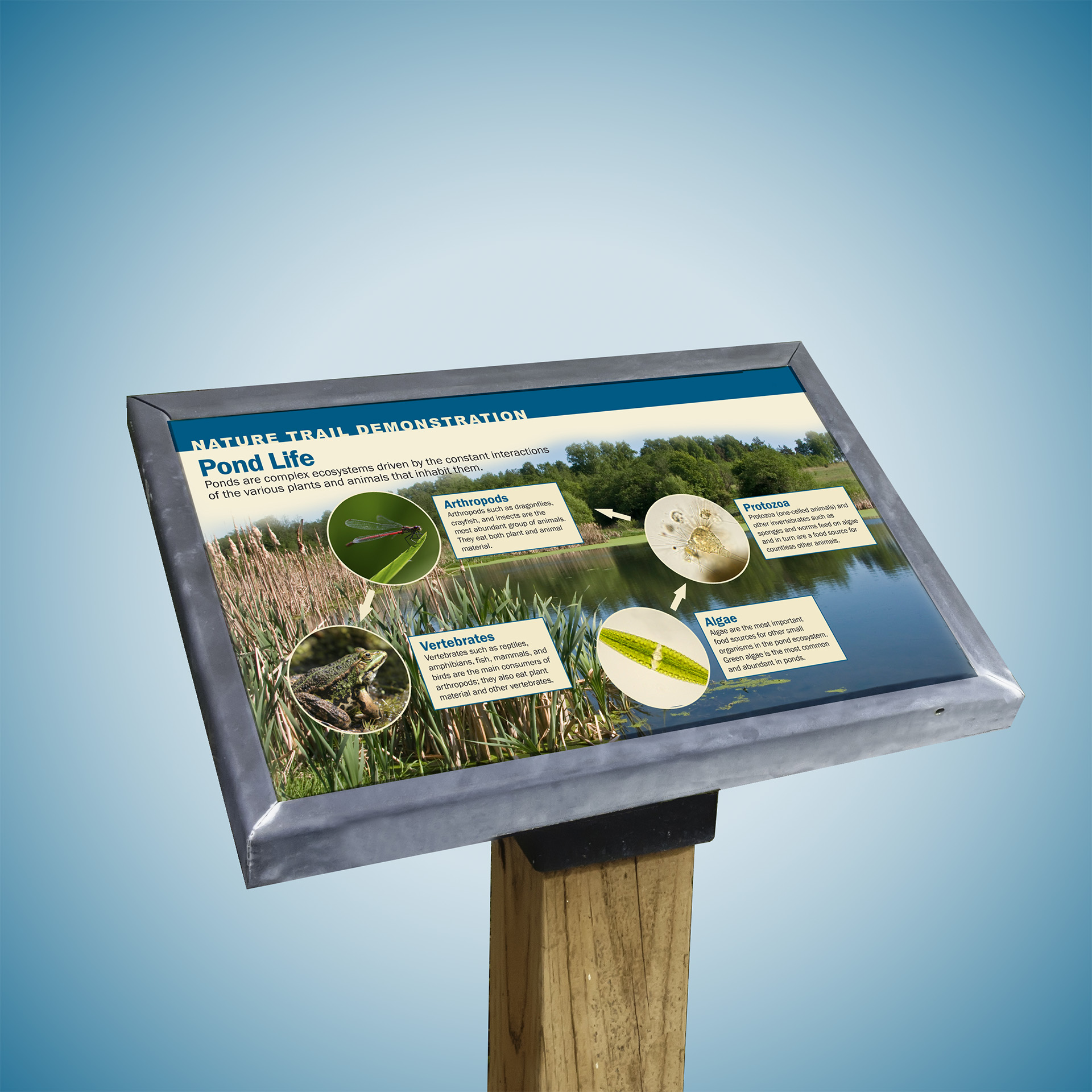 Outdoor interpretive sign design Pond life - Kathy Jacobs Design ...
